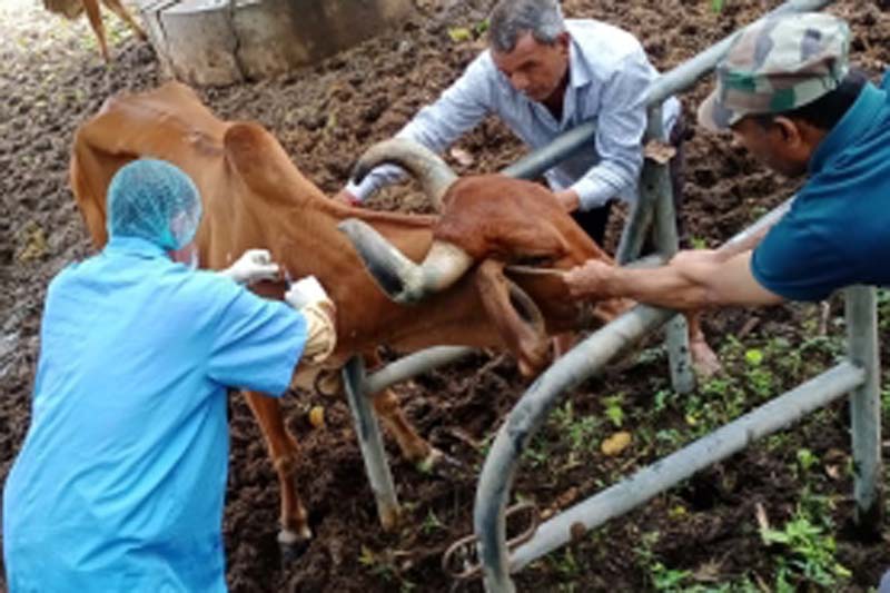 Gujarat forms task force to decide on treatment for LSD among cattle ...