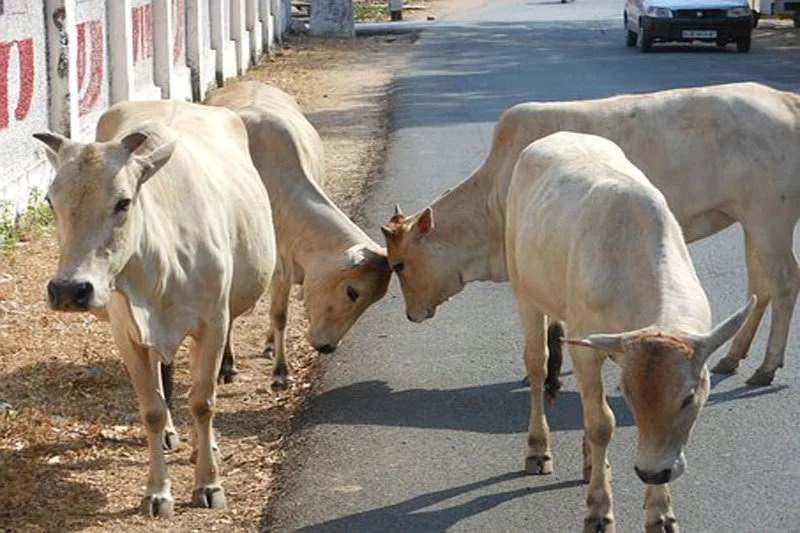 Spike in stray cattle incidents: Cows attack woman on Ahmedabad street
