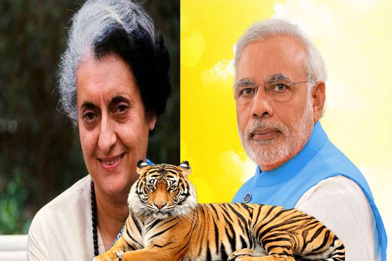 From Indira Gandhi to Modi, Bandipur has become world's top tiger habitat