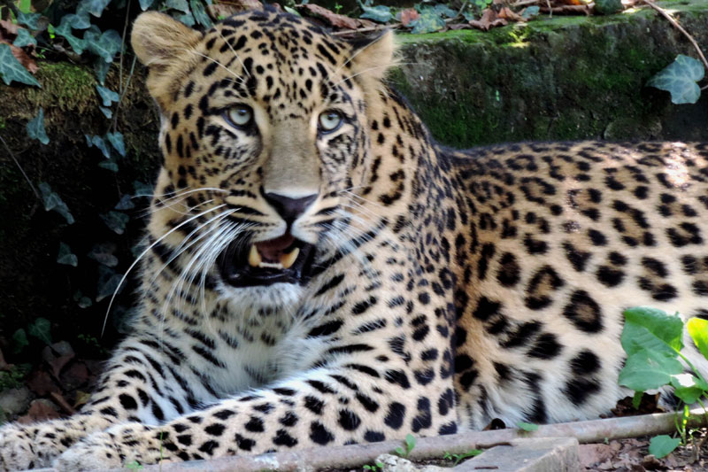 Leopard sighted in parking and elevator lobby of a residential complex