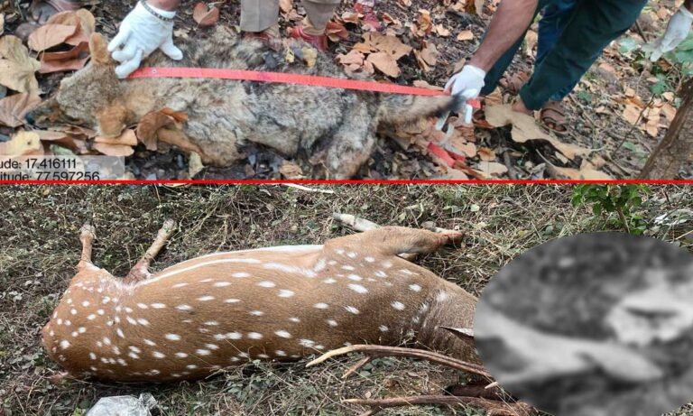 Wildlife Deaths Raise Alarm in Telangana: Deer Killed on Highway ...
